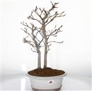 Home | Pagine Verdi Bonsai