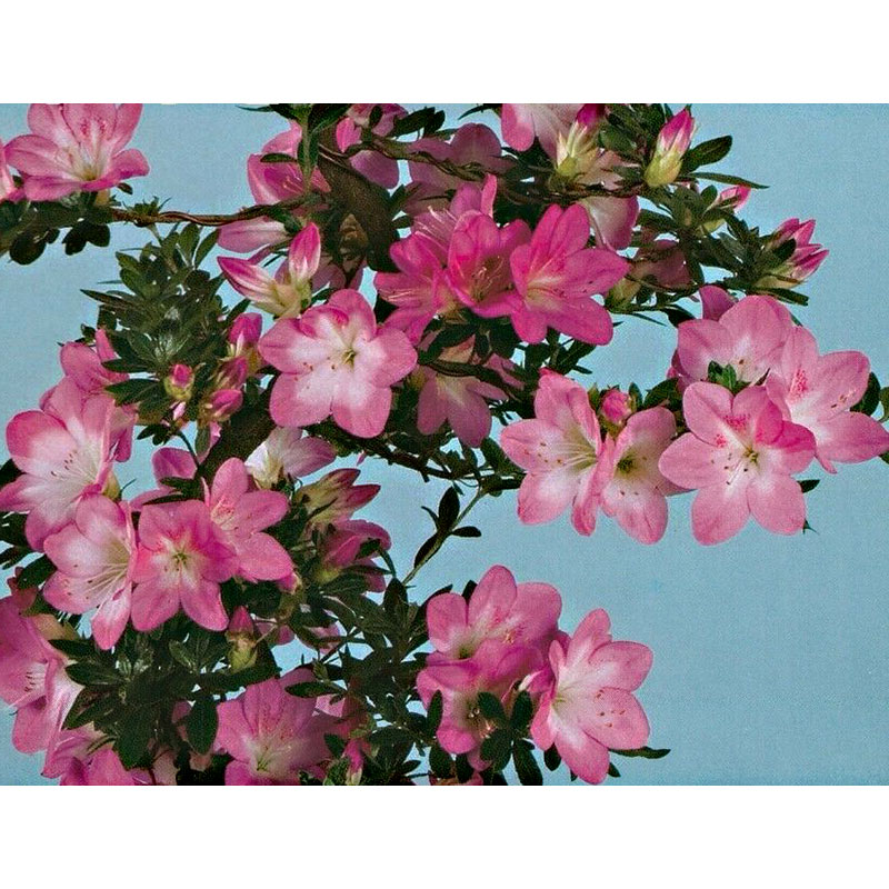 Azalea Aiko Esemplare Unico cm.38-165,00 | Pagine Verdi Bonsai